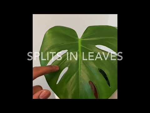 Monstera Deliciosa: LEAF SPLITS (Fenestrations)