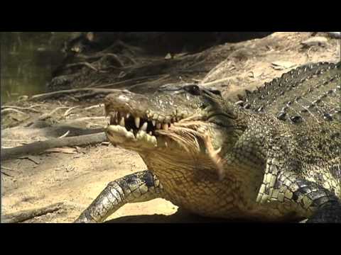 Different Animal Types - Covering Herbivores, Carnivores, Omnivores, Diurnal, Nocturnal