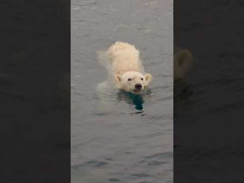 500 Miles in Water?! Polar Bear Sets Insane Record! πββοΈβοΈ #shorts #viralvideo #facts