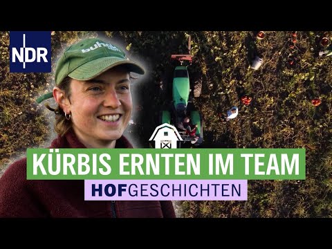 Rote Früchte für den Kochtopf – Kürbisse mit der Hand geerntet | Die Nordreportage: Hofgeschichten (