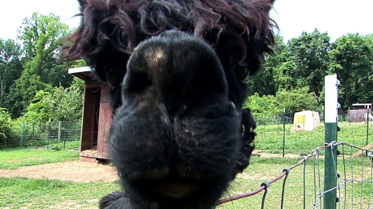 Barnyard Sanctuary Reel
