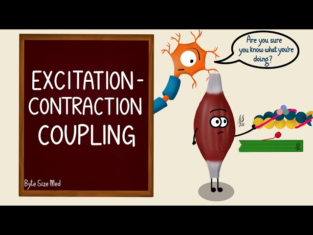 Understanding Excitation-Contraction Coupling in Skeletal Muscles ...
