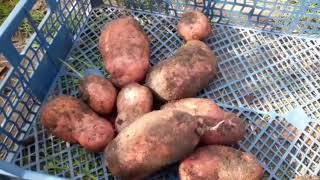 Картофель Уника: отзывы, описание сорта, фото, видео, отзывы ...