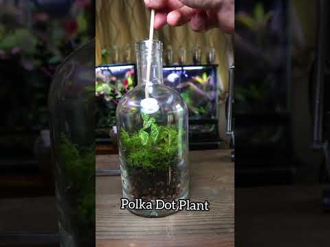 Old whiskey bottle terrarium build!????