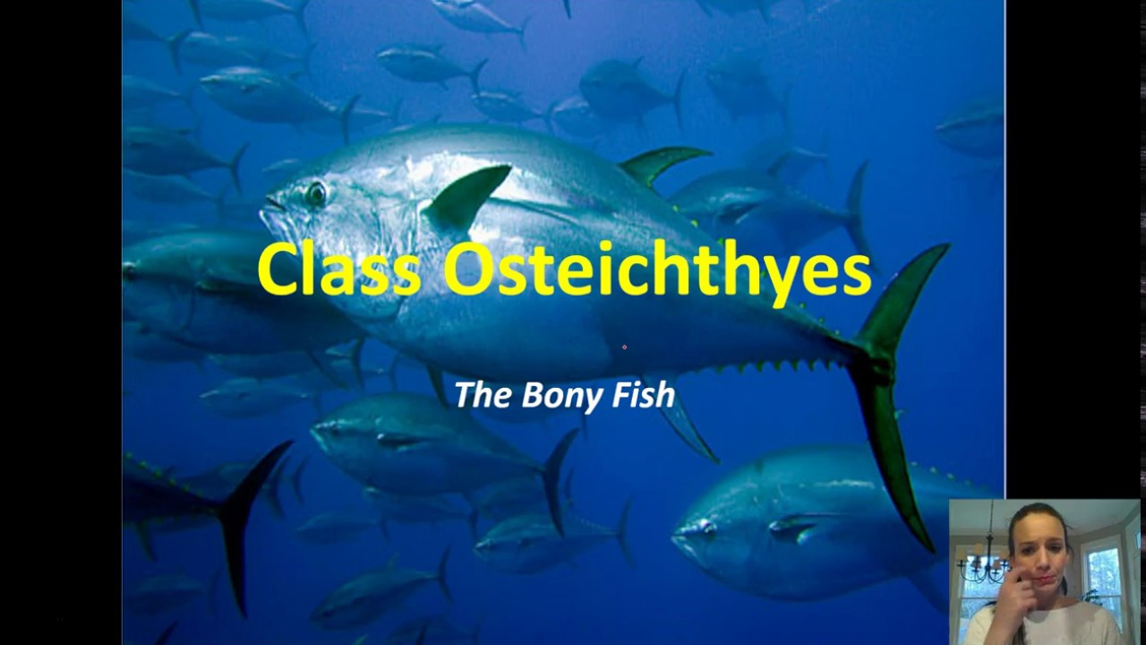 Understanding Chondrichthyes and Osteichthyes: A Deep Dive into Fish ...