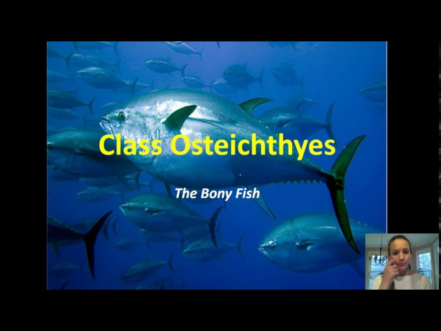Understanding Chondrichthyes and Osteichthyes: A Deep Dive into Fish Classification | Galaxy.ai