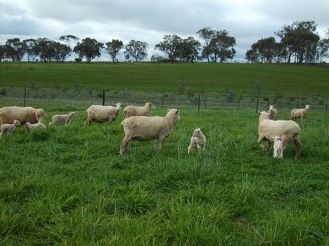 Video 6: Flexibility in sheep systems is important for risk management in variable climates