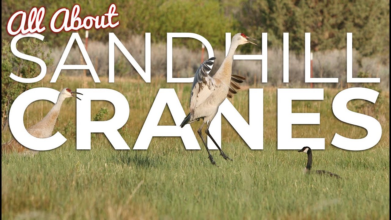 ALL ABOUT SANDHILL CRANES | FUN FACTS