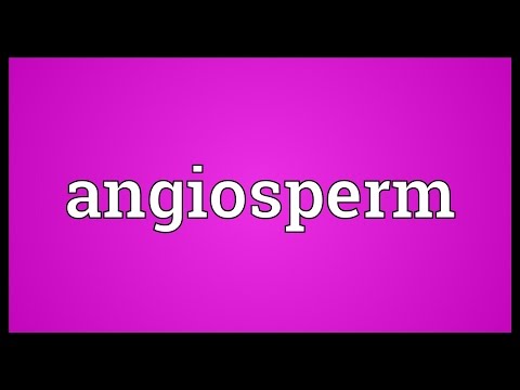 Angiosperm Meaning