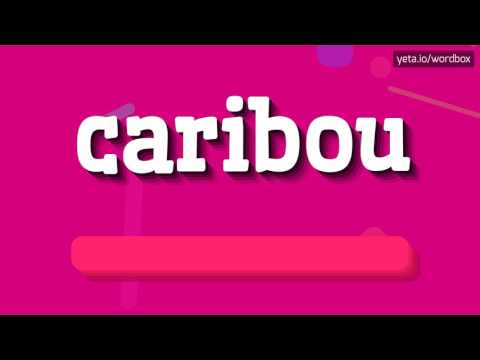 CARIBOU - HOW TO PRONOUNCE IT!?