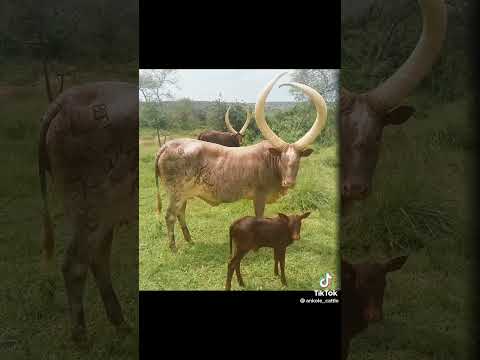 lovely ankole cattle