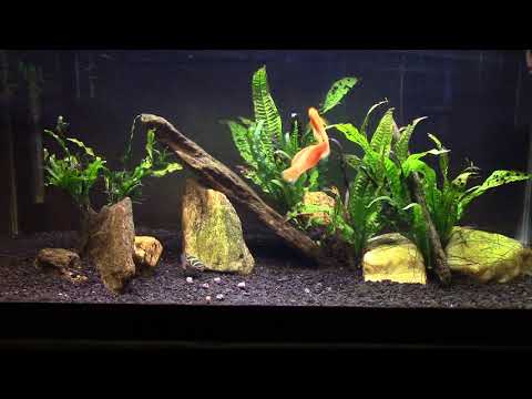 Discussion About Keeping A Brackish Aquarium