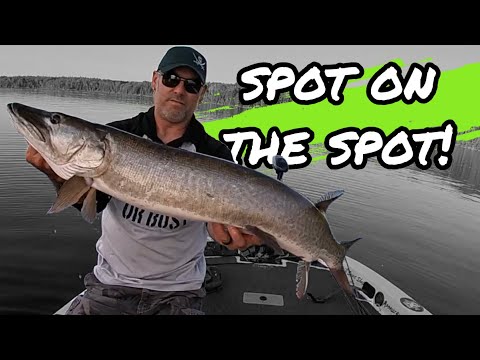 THE WHERE, HOW & WHY OF MUSKY LOCATIONS!