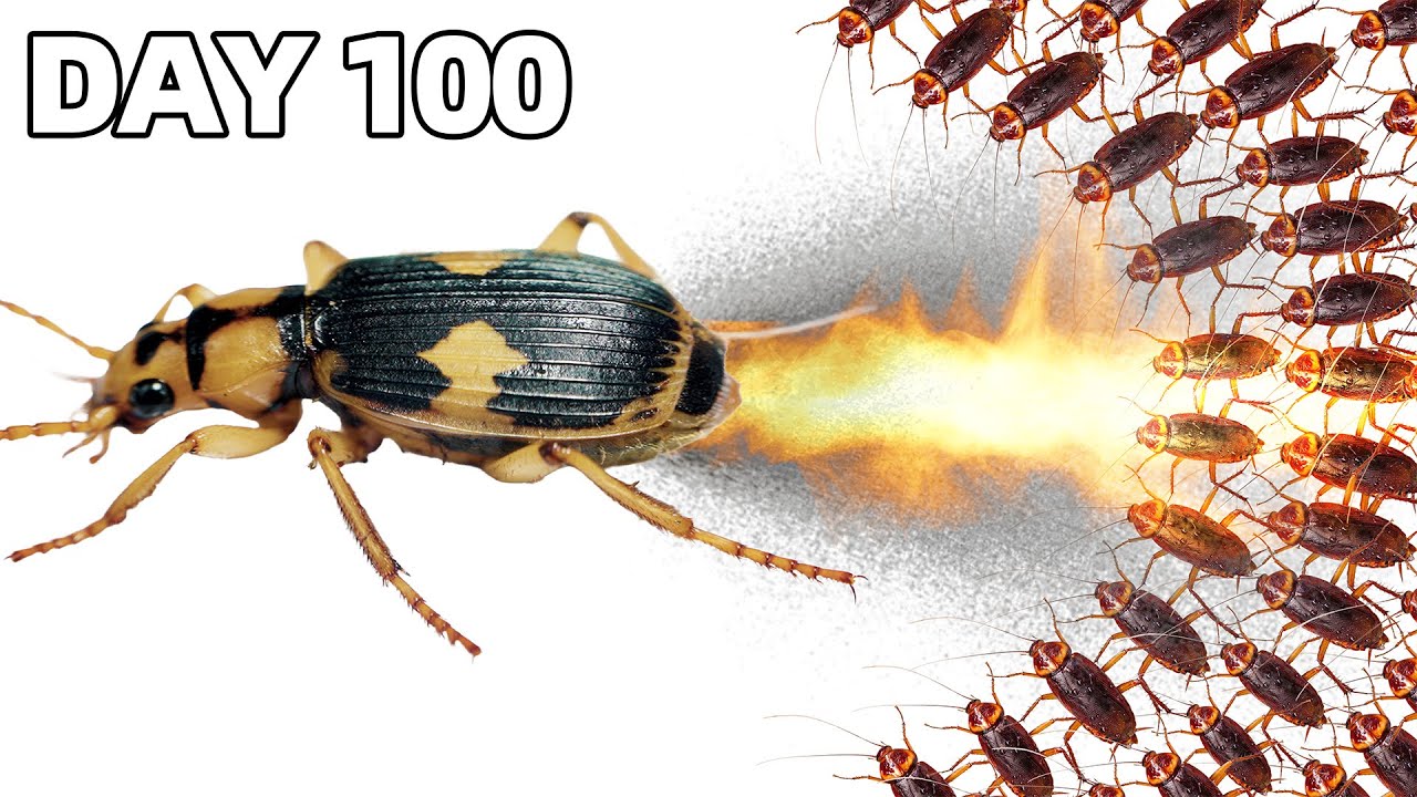 100 Cockroaches vs Bombardier Beetle