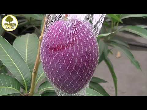 The Most Expensive mango In The World | Miyazaki Japan Mango