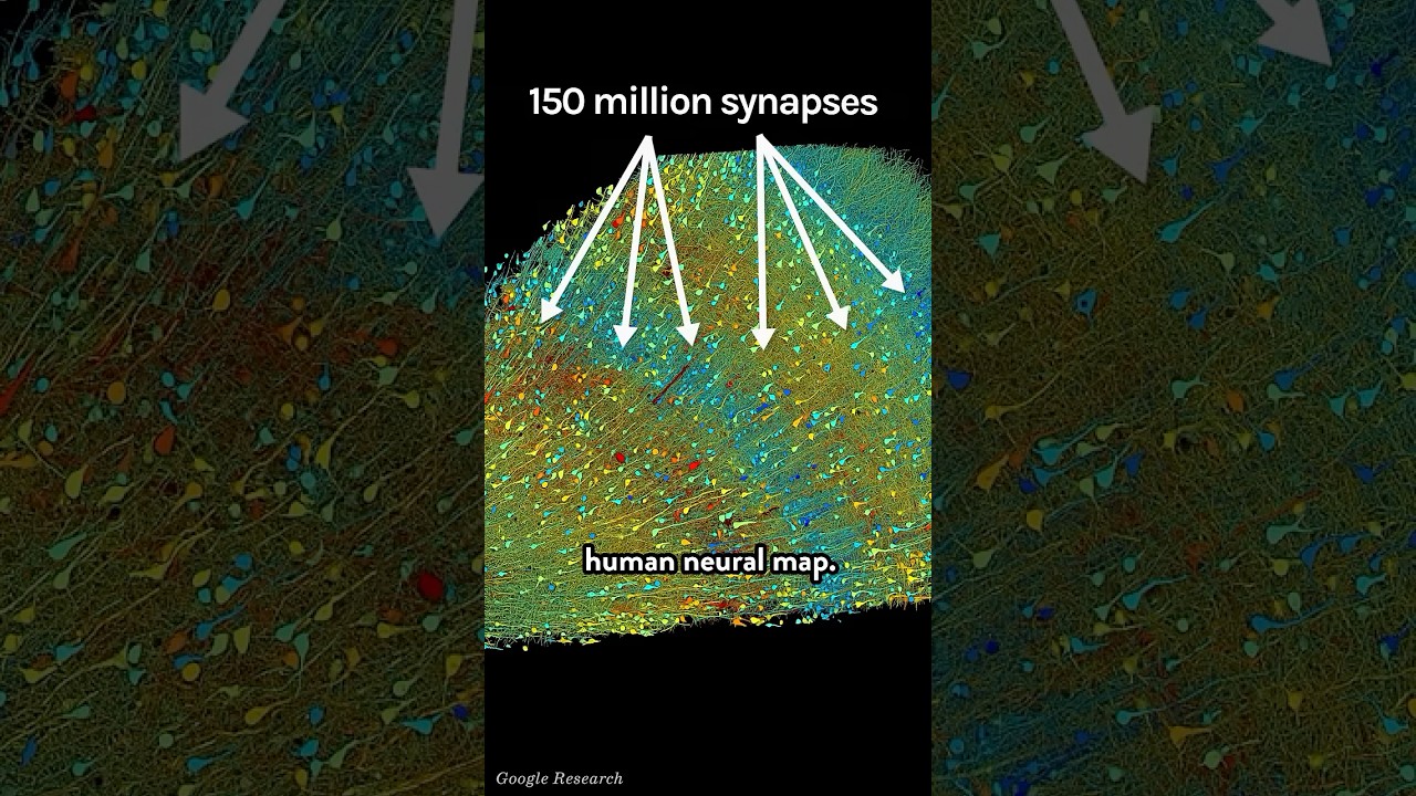 The most detailed brain map EVER will blow your mind! ￼🧠🤯