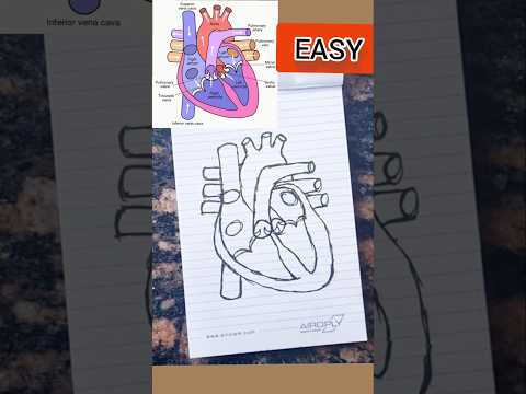 human heart diagram drawing class 10 science