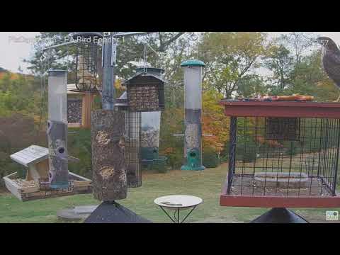 PA Bird Feeder 1 has Cooper's Hawk visit 2020 10 10 812AM