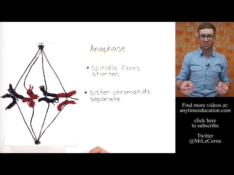 What is Mitosis?
