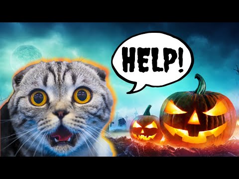 Top 5 Halloween Dangers for Cats