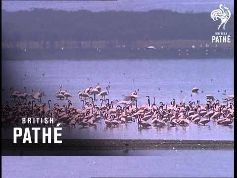 Flamingoes AKA Flamingos (1966)
