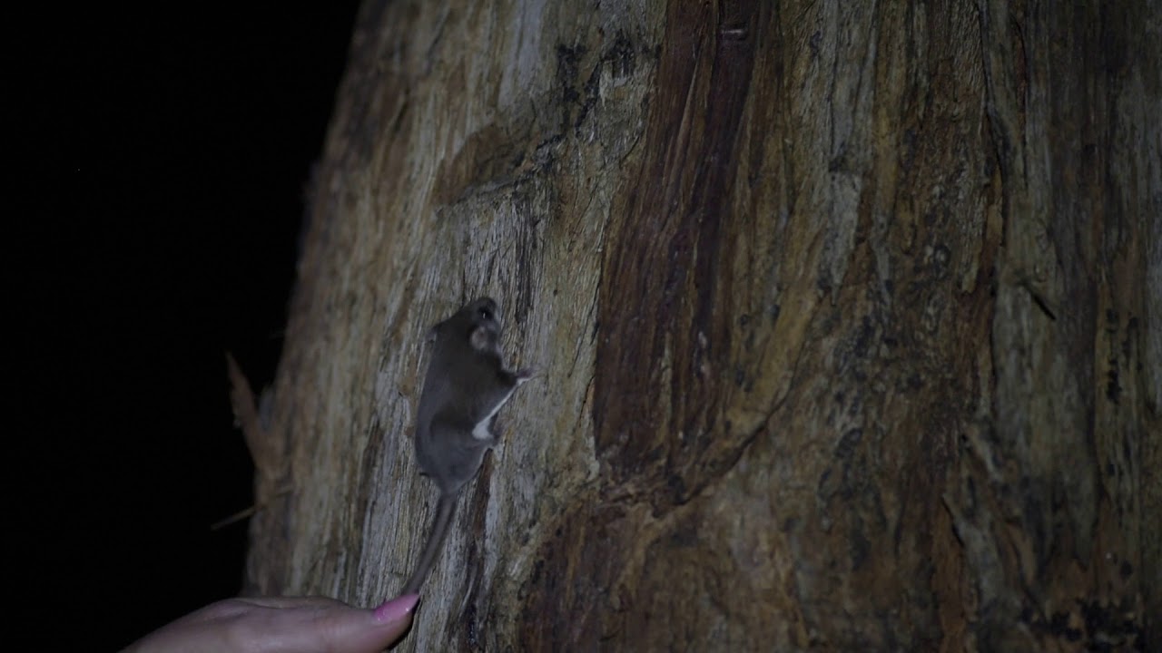 Feathertail glider release