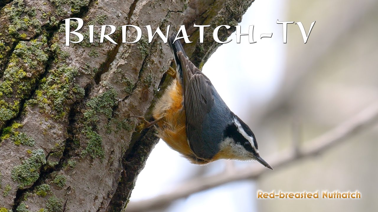 Red breasted Nuthatch - Spring Backyard Birds