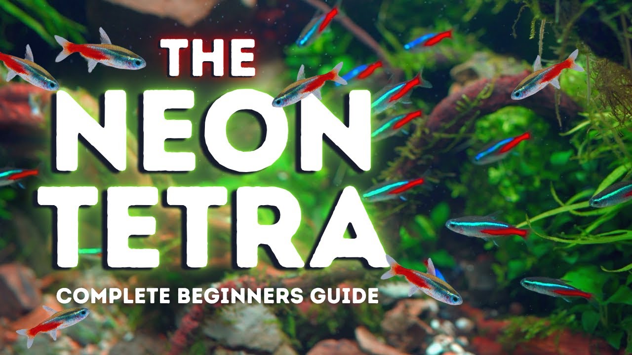 The Neon Tetra: Complete Beginners Guide