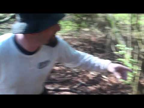 Giant Georgia Morels Growing Under Mature Privet