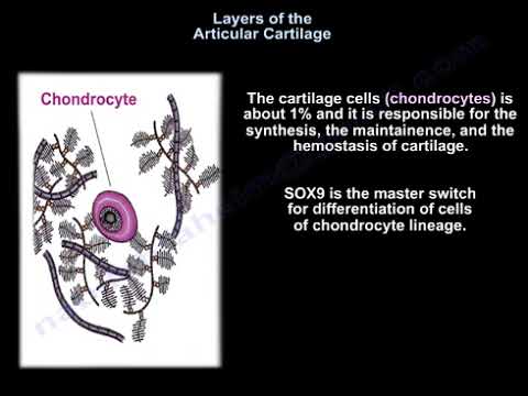 Articular Cartilage Structure and Function