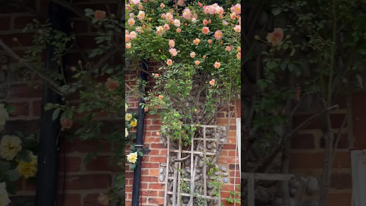 Does anyone know what variety this Climbing rose in Blakeney is?#climbingrose #rose #roses #garden