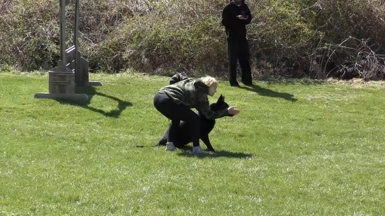 TWK9 WDA Club – Trained Wright K9 Dog Training