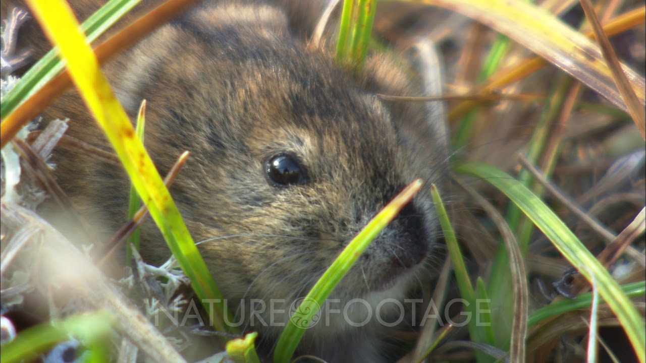 Lemming On Tundra In Northern Alaska, Prey Species, Arctic Rodent