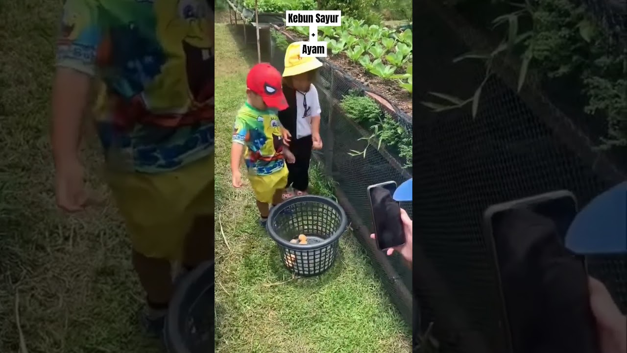 Ide Tanam Sayur dan ternak Ayam