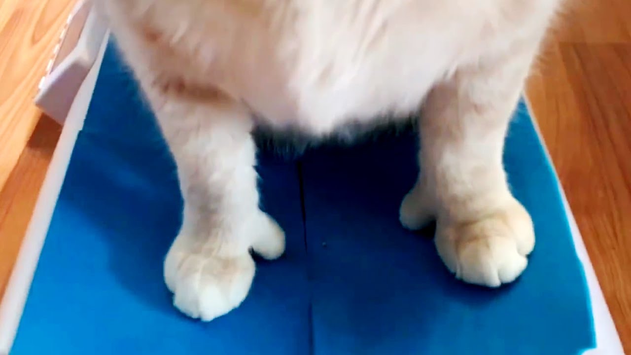 Un gato con pulgares