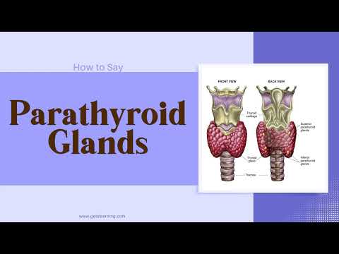 How to Say Parathyroid Glands In British English