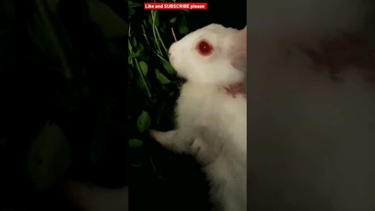 Cute white Bunny with red eyes 🐰👀🥕❤️👀😘 #bunny #rabbit #cute #shorts #animals