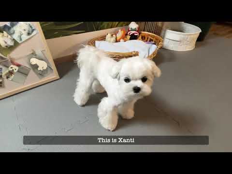 HOW TO TEACH A MALTESE DOG - 3 EASY TIPS