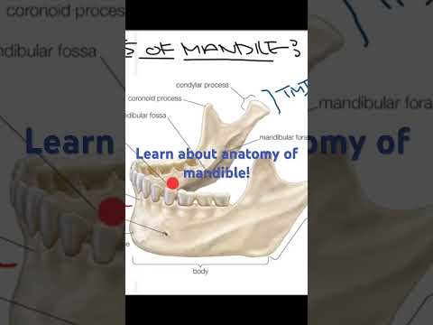 Anatomy of Mandible