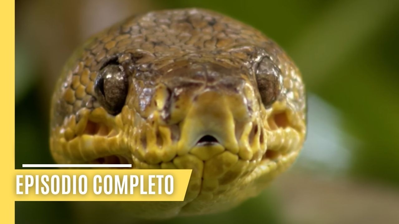 Venezuela de Cerca: Selvas, Mesetas y Especies Exóticas | Episodio Completo