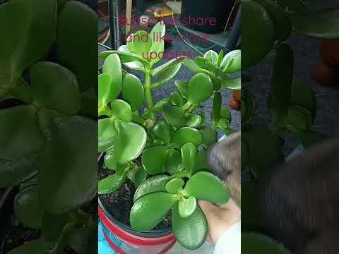 Crassula Ovata Jade Forest Plant Series One of Three update 12.5