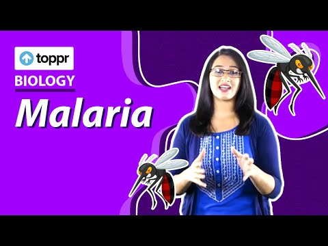 Malaria | How to kill mosquitoes which causes malaria? | Class 5 EVS (CBSE/NCERT)