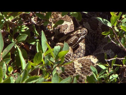 The Clever Idea That's Reducing Rattlesnake Casualties
