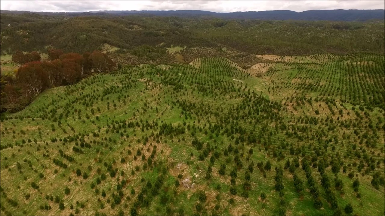 Using Drones / UAV for Forest Management Inspections