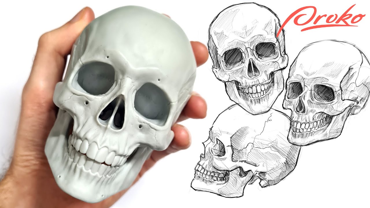 Proko Anatomical skull review, unboxing & demo. Andrew Loomis proportions.