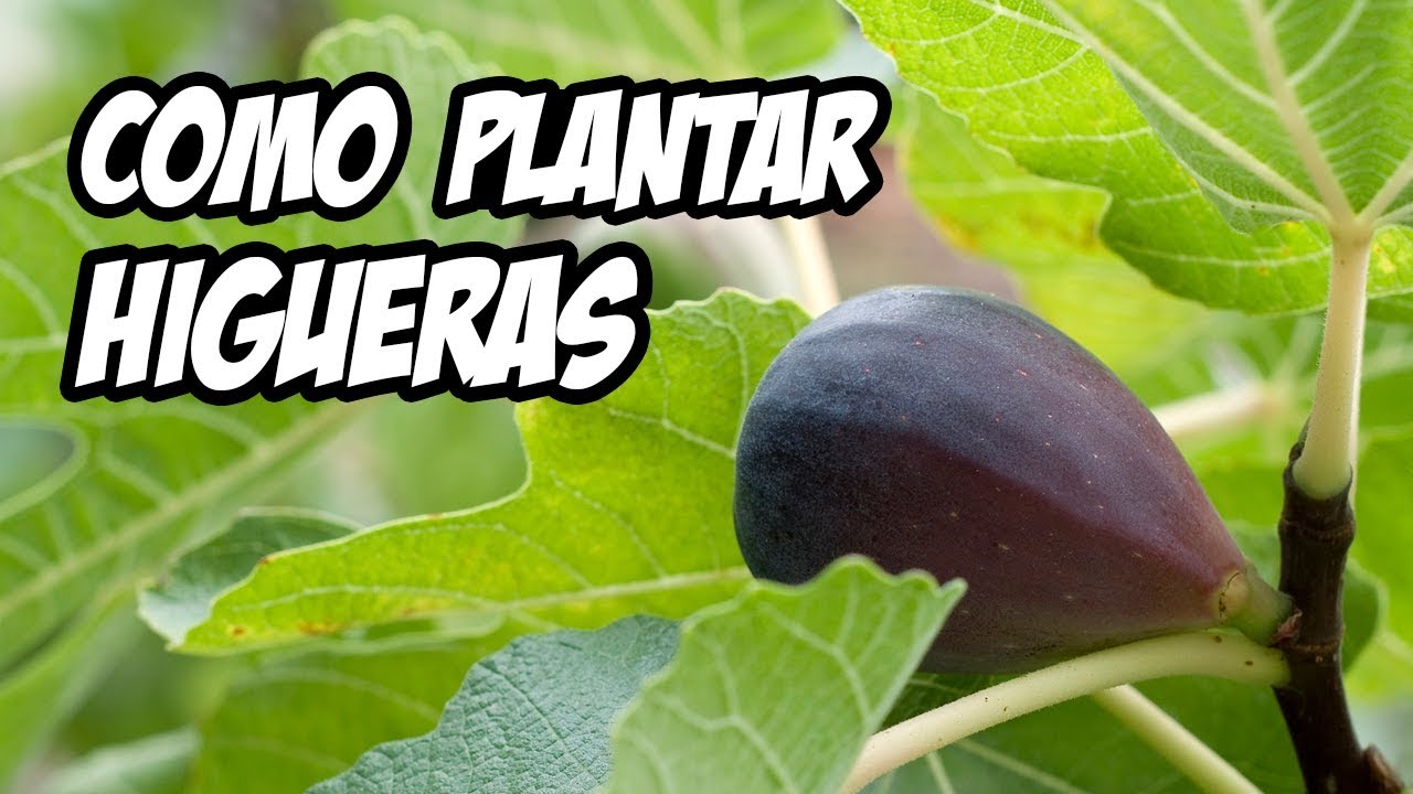 Higuera (Ficus carica): la planta del higo y su cultivo | Plantas