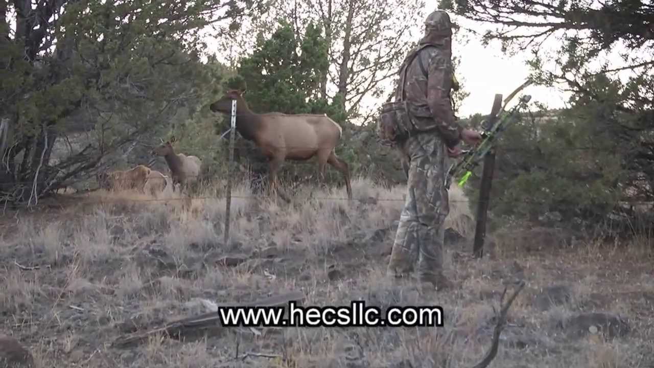 HECS Elk Close Up