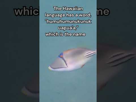 Hawaiian State Fish! #funfacts #mindblown #didyouknow #factoftheday #shorts #factsyoudidntknow