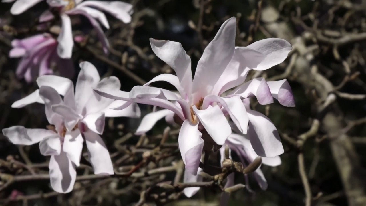 Arboretum Virtual Tour: April 2020