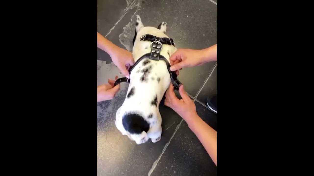 The Maximus Silver Harness